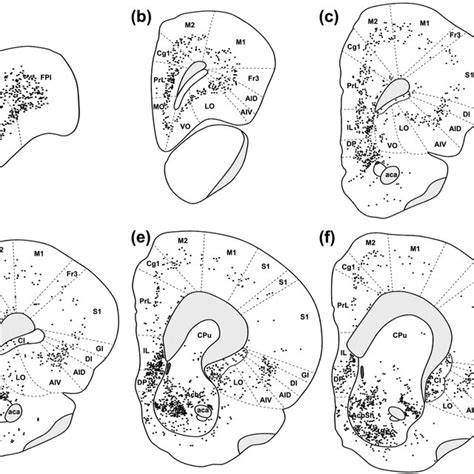 Schematic Representations Of Retrogradely Labeled Neurons At Six Download Scientific Diagram