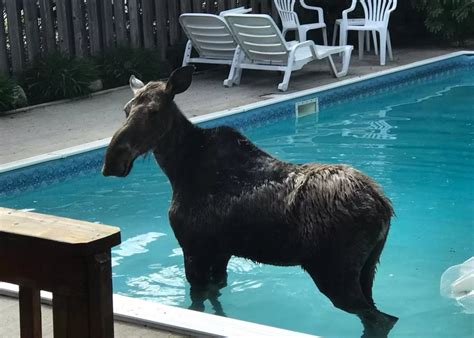 White Wolf Ottawa Couple Surprised To Find Moose Swimming In Pool