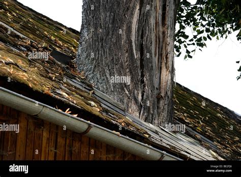 Tree Growing Through Roof Hi Res Stock Photography And Images Alamy
