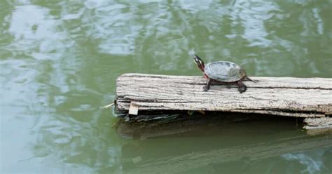 Complete Guide To Box Turtle Eggs Backyard Pond Ideas And Supplies