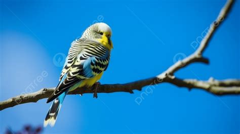 나뭇가지에 앉아 있는 노란 잉꼬 나뭇가지와 푸른 하늘에 자리 잡은 사랑앵무 고화질 사진 사진 새 배경 일러스트 및 사진 무료 다운로드 Pngtree