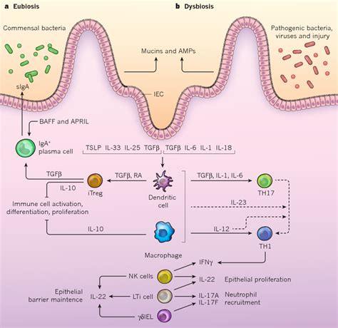 Figure 1 From Prenatal Lumen Epithelium Lamina Propria M Cell Goblet