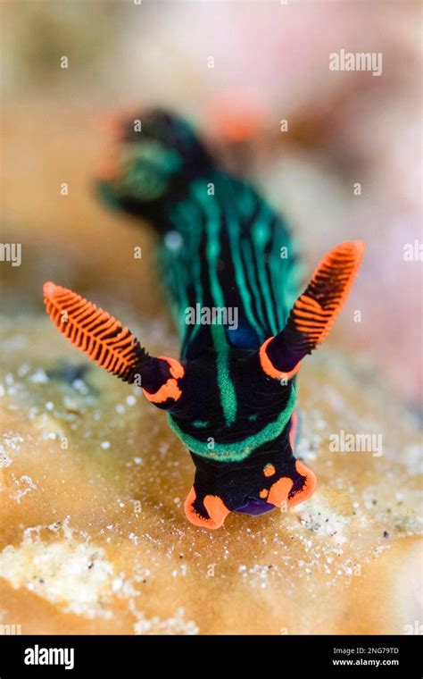 Variable Neon Slug Nembrotha Kubaryana Aka Dusky Nembrotha Lembeh