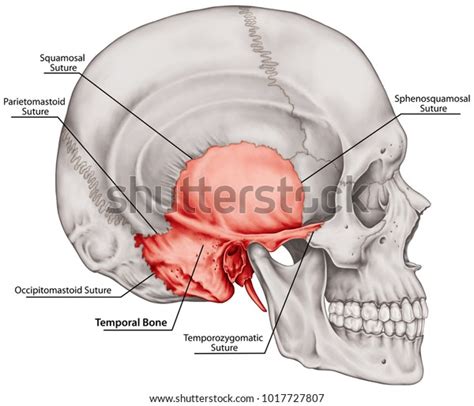 3 894 Temporal Bone Images Stock Photos Vectors Shutterstock