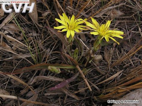 桃叶鸦葱Scorzonera sinensis Lipsch et Krasch ex Lipsch 植物图片库 植物通