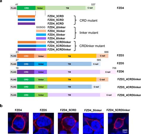 Design Of Fzd Mutant Constructs And Observation Of Surface Expression A