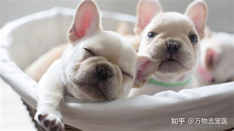 养宠须知宠物狗的常见疾病 知乎