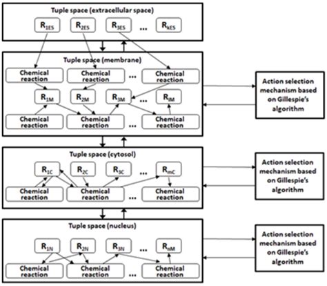 Use Of Tuple Space For The Representation Of Cellular Compartments