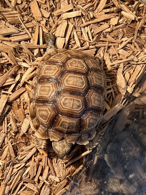 Help Me Identify This Turtle Breed R Turtle