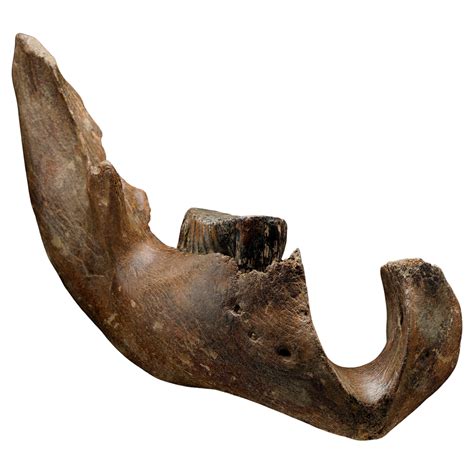 Juvenile Mammoth Jaw Fossil With Molar For Sale At 1stdibs Mammoth