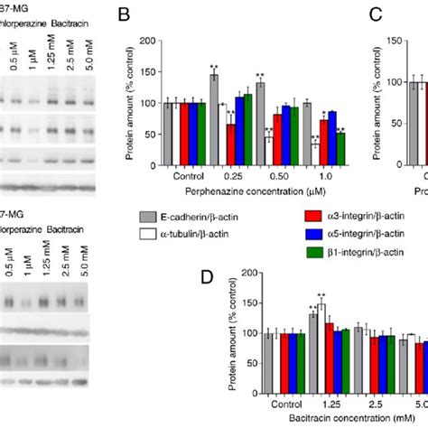 Western Blot Analysis And A Graph Of The Relative Amounts Of Selected