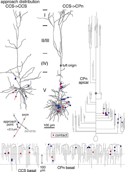Distributions Of Approach Points Along Reconstructed Dendrites And