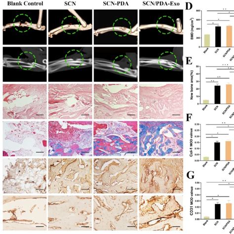 Radiographic And Histopathological Assessment A 3d Ct Reconstruction Download Scientific