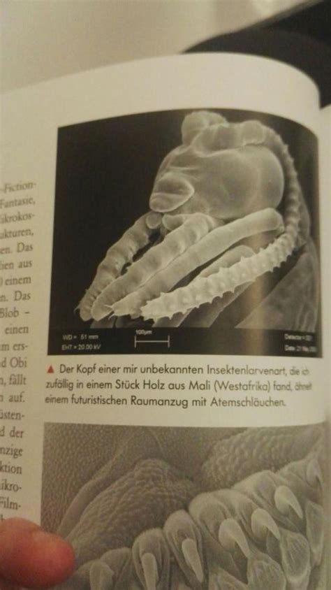 This Predator Larva R Natureismetal