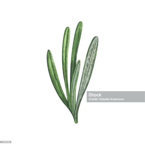 수채화 로즈마리 나뭇가지와 나뭇잎 손으로 그린 그림은 흰색 배경에 분리되어 있습니다 메뉴 카페 레스토랑 레시피 북 요리에 딱 맞습니다 건강관리와 의술에 대한 스톡 벡터 아트