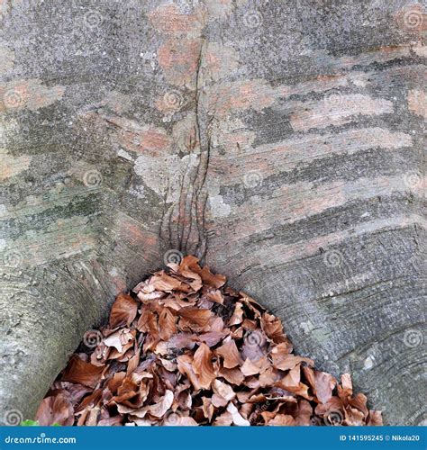 Tree Roots In The Shape Of A Female Vagina With Fall Foliage Stock Image Image Of Bark Vagina
