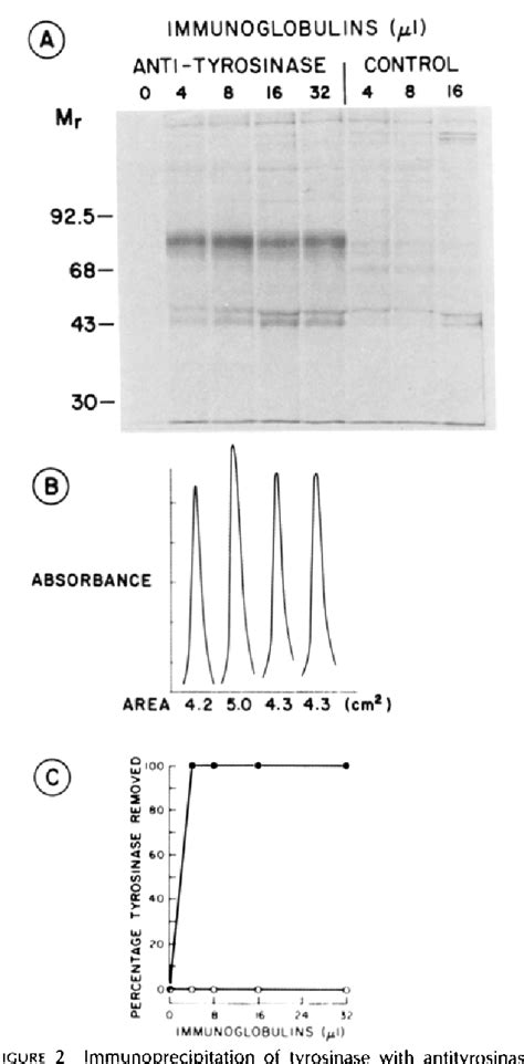 Monophenol Monooxygenase Activity Semantic Scholar