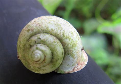 Cyclophoroid Snails Leptopoma Perlucidum Bali Wildlife