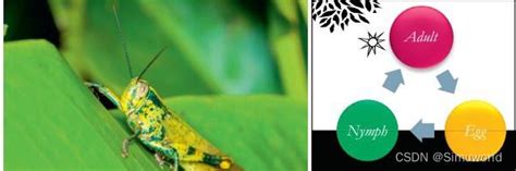 【goa】蚱蜢优化算法grasshopper Optimisation Algorithmgoa理论分析与matlab性能仿真01仿生优化算法matlab仿真 Csdn专栏