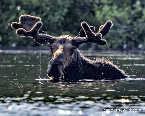 Bull Moose On The Allagash Wilderness Waterway Canoe The Wild