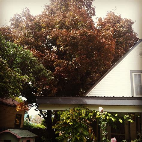 A Marmie Life How To Cure Bug Infestation In A Huge Tree