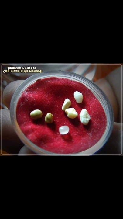 සම්මා සම්බුදු රජාණන් වහන්සේගේ ධාතුන් වහන්සේලා 🙏🙏🙏 Youtube