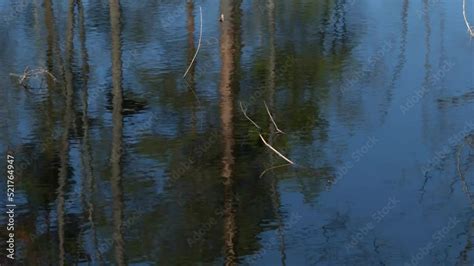 Reflection Of Trees In The Water Spring Is In The Wild Forest Trees