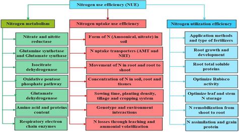 Major Components Involved In Nitrogen Use Efficiency Nue In Cotton