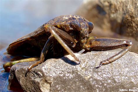 Giant Water Bug Toe Biter Punaise Deau Géante 1st Flickr
