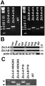 comparative expression profile of zic3 a and zic3 b a b
