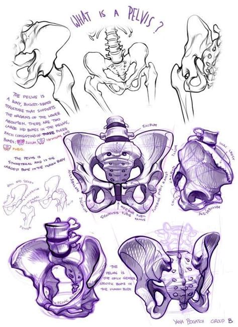 Art Box 11 What Is Skull Vertebrae Scapula Pelvis