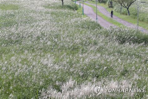 은빛으로 물들어 가는 억새밭 연합뉴스