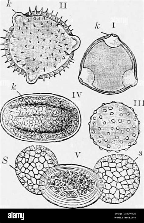 Pollen Grain Diagram