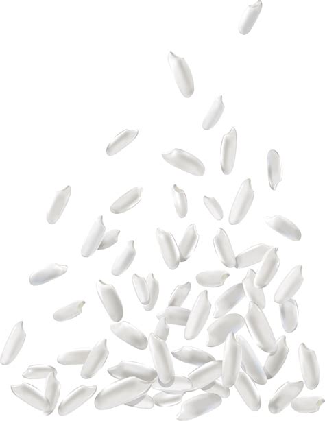 Rice Grain Vector Png 51 Koleksi Gambar