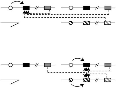 Possible Sources Of Variation For Expression For Download Scientific Diagram