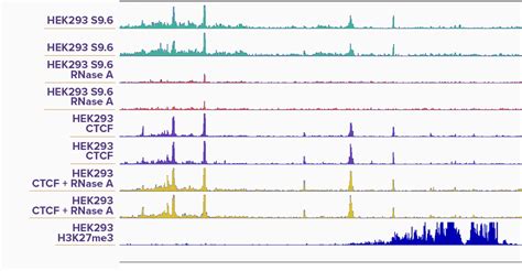 CUT Tag IT R Loop Assay Kit