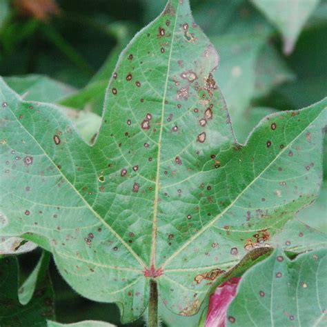New Plant Diseases Dataset Kaggle