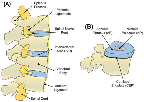 Intervertebral Disc Structure