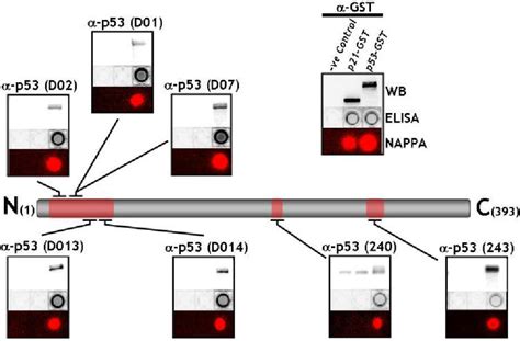 Figure 3 From Application Of Protein Microarrays For Multiplexed Detection Of Antibodies To