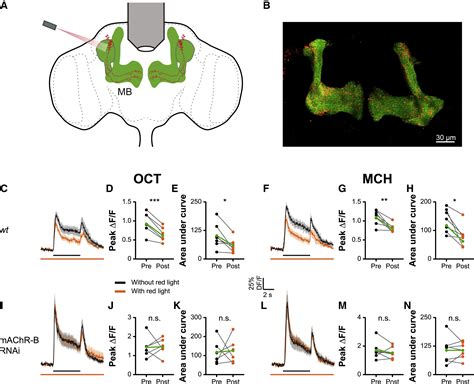 Lateral Axonal Modulation Is Required For Stimulus Specific Olfactory Conditioning In Drosophila