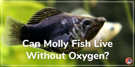 Can Molly Fish Live Without Oxygen Aquariumnexus