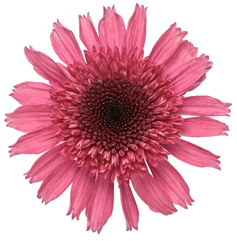 Double Coded® Raspberry Beret Coneflower Echinacea Hybrid Proven Winners