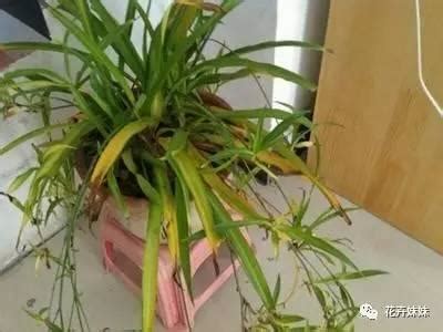 吊蘭干尖黃葉教你幾招吊蘭立馬葉片翠綠 每日頭條