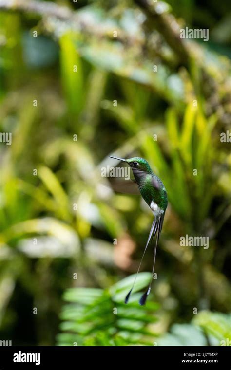 Ecuador Tandayapa Valley Alambi Reserve White Booted Racket Tail Hummingbird Ocreatus