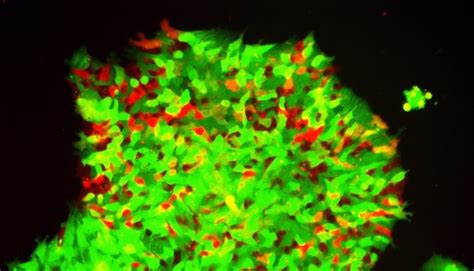 Efficient Intracellular Delivery Of Native Proteins Cell 2015