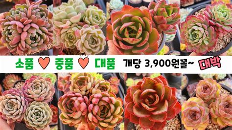 4월01일 ️소중대품~세트할인~예쁜다육🤗개당3900원꼴~와우~득템다육판매다육식물korean Succulent