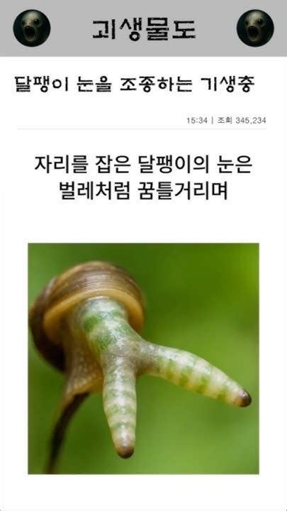 달팽이 눈 안에 기생충이⁉️ Youtube