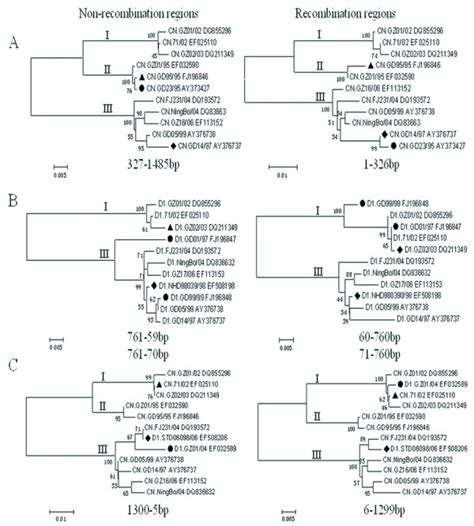 phylogenetic analysis based on non recombination regions left and