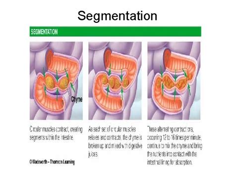 Chapter 3 Digestion Absorption Digestion Digestion The Process