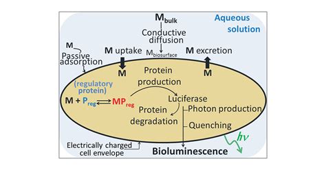 Decoding The Time Dependent Response Of Bioluminescent Metal Detecting Whole Cell Bacterial